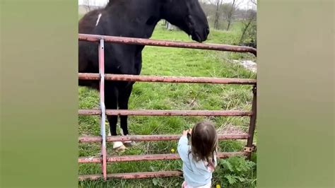 Наши любимые животные Подборка Забавных и Смешных животных