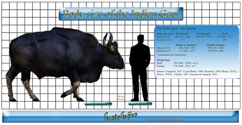 Gaur Size Comparison