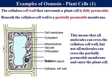 Bio15 Transport Across Cell Boundaries Osmosis Teaching Resources