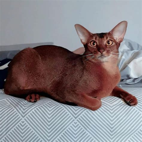 Chocolate Abyssinian