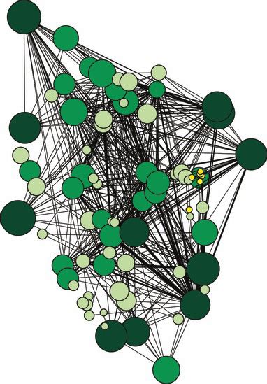 Exploring How And Why Trees Talk To Each Other Yale E