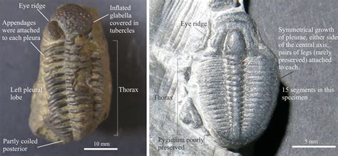 Trilobite Morphology For Sedimentologists Geological Digressions