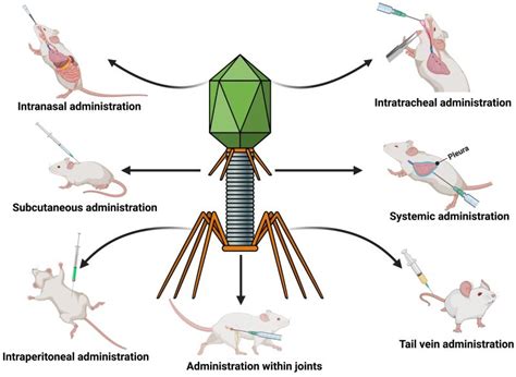 Fazal Mehmood Khan On Linkedin Bacteriophages Endolysins Eskapepathogens