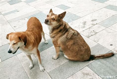 犬が犬を助けるために人間に助けを求めた動画が世界中から注目 連載JP