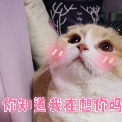 微信頭像貓咪錶情包 每日頭條