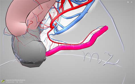 Appendix Anatomy Maurice Zwart
