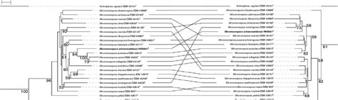 Tanglegram Comparing Neighbour Joining Phylogenetic Trees Based Upon