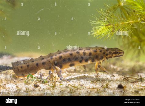 The Smooth Newt Also Known As The Common Newt Lissotriton Vulgaris Formerly Triturus Vulgaris