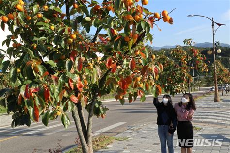 영동군 감나무 가로수길 주황빛 물결…가을 정취 물씬 공감언론 뉴시스통신사