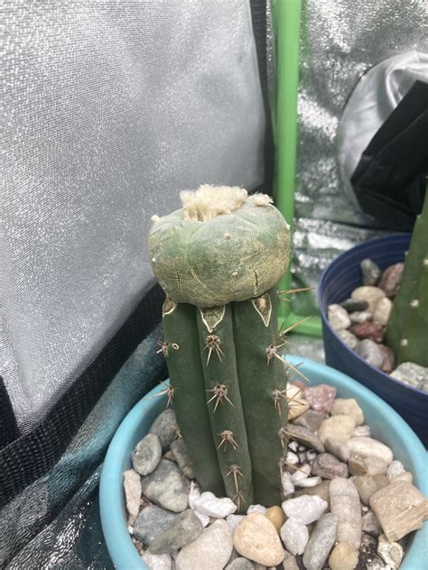 Sick Loph Is Finally Pulling Through After Successful Graft Plumping