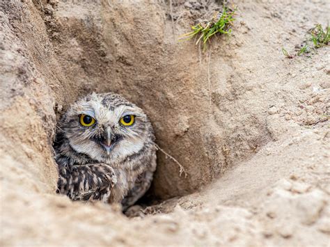 Burrowing Owl Bird Facts Athene Cunicularia Birdfact