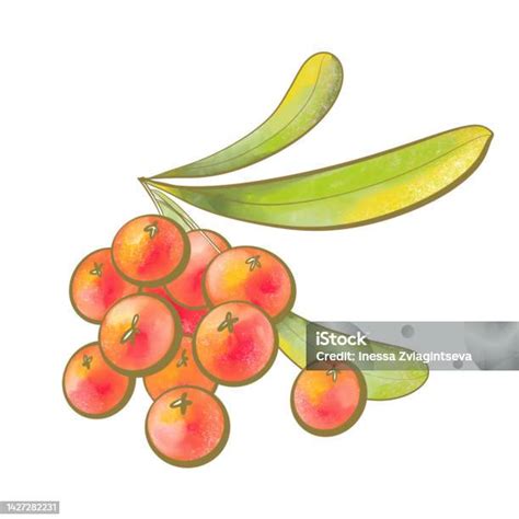 색상 일러스트 라이트 디자인 요소 천연 식물 식용 과일 열매 헤테로 멜레 또는 크리스마스 베리 레드 인쇄 포장 아름다움 및 흰색 배경에 메뉴 건강한 식생활에 대한 스톡 벡터