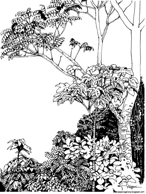 Rainforest Trees Drawing At PaintingValley Com Explore Collection Of Rainforest Trees Drawing