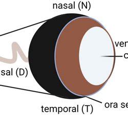 Schematic Representation Of An Intravitreal Left And Subretinal Download Scientific Diagram
