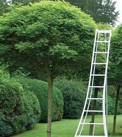 Tree Shaping Hobart Tree Services Total Tree Management