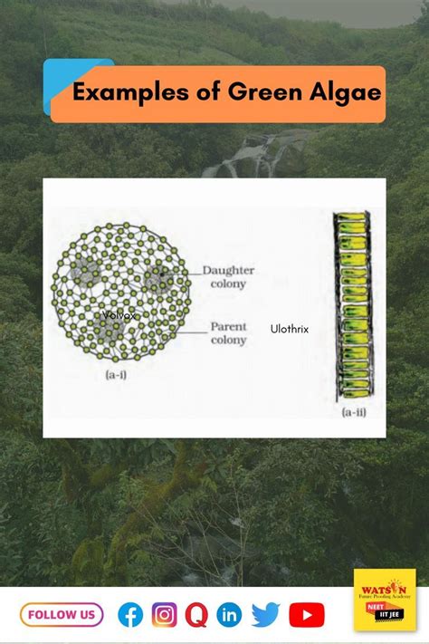 Examples Of Green Algae Biology Diagrams Biology Green Algae