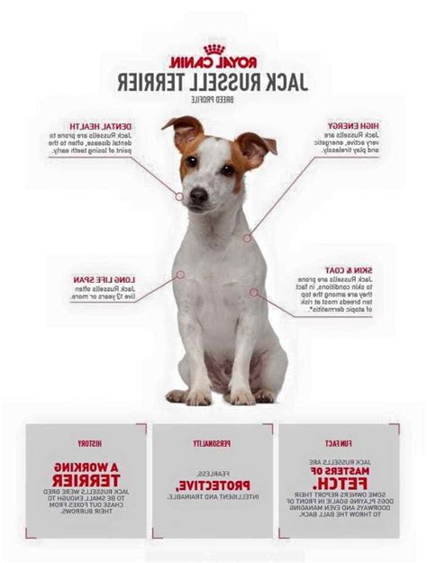 Jack Russell Terrier Training Secrets