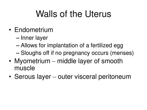 Thick Muscular Layer Of Uterus
