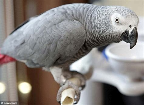 Is This An Ex Parrot Fears Bird Which Whistles Monty Python Tune May Be Dead After It Is Stolen