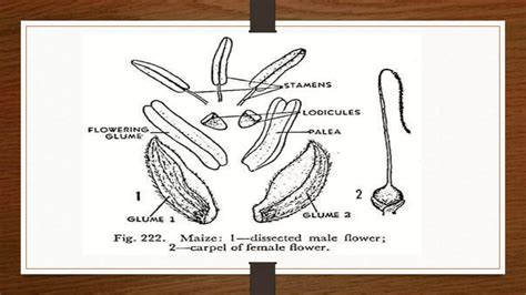 Maize Seed Production PPTX