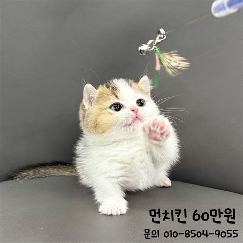 안산고양이분양 고양이분양 전국고양이분양 성격도 댕냥이 밥도 잘먹는 건강한 이쁜이😍 공주님분양가 180만원 골드먼치킨 모든 아이들 기본검진 완료⭕ 원구충 2회 완료