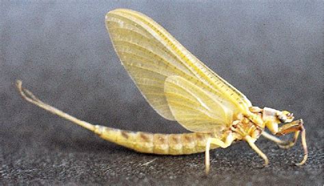 Order Ephemeroptera Ent 425 General Entomology