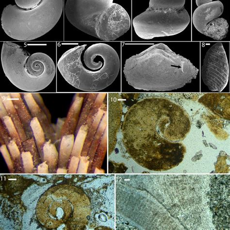 Shell Microstructure Imprints On Steinkerns Of Afghanodesmatid Bivalves Download Scientific