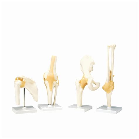 3b Scientific Functional Joint Models Includes 3b Smart Anatomy