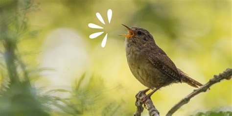 The Science Of The Dawn Chorus Carbon Rewild