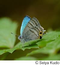 MOE World Natural Heritage In Japan Shiretoko Shirakami Sanchi