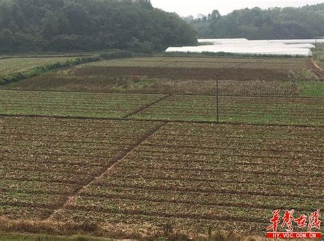 角山鄉冬種油菜工作拉開帷幕 每日頭條