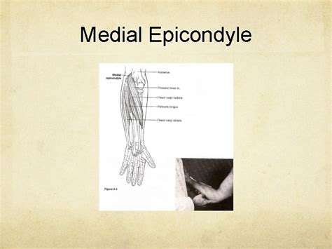 Elbow Orthopaedic Tests Medial Aspect Ulnar Nerve Medial