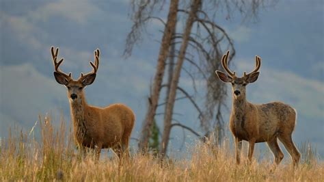 Mule Deer Bucks Wyoming R Wildlifephotography