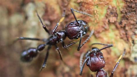 Bullet Ant Colony