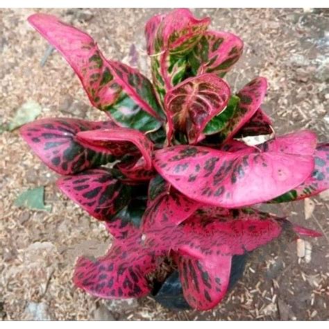 Jual Tanaman Puring Kirana Shopee Indonesia