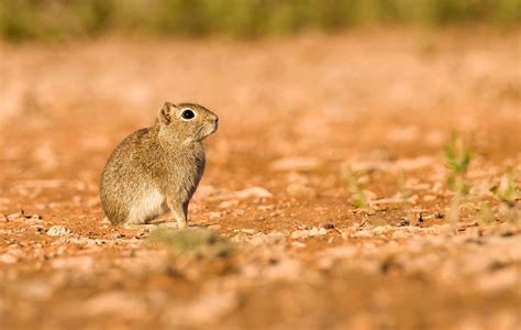 Cuis Chico Microcavia Australis Más Neuquén