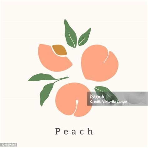 세련된 복숭아 벡터 디자인 현대 미술 인쇄 추상핸드그린 복숭아 열매와 잎을 엽서 인쇄 포스터 커버 등 가리기에 대한 스톡 벡터 아트 및 기타 이미지 Istock
