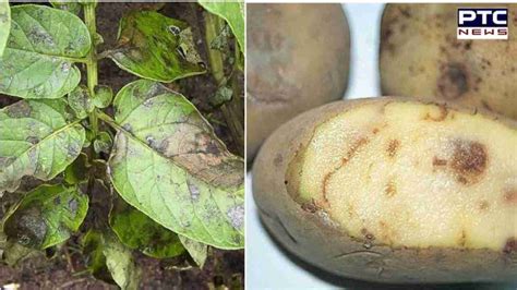 Punjab Farmers Suffer Heavy Losses As Late Blight Disease Ravages