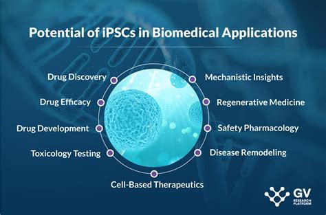 Breaking Boundaries The Promise Of Ipscs In Biomedical Applications Gvrp