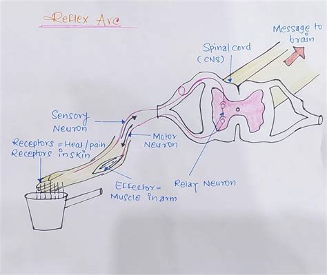 Labelled Diagram Of Reflex Arc