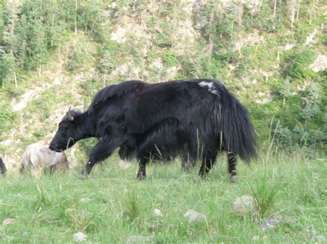 Yaks Grazing In An Open Field In Chentsa Mandala Collections Images