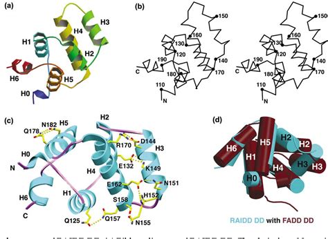 Figure 1 From Crystal Structure Of Raidd Death Domain Implicates
