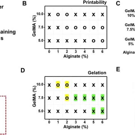 Aschematic Showing The Development Of 3d Printed Huvec Layer With