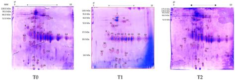 Fecal Protein Profile In Eight Dogs Suffering From Acute Uncomplicated