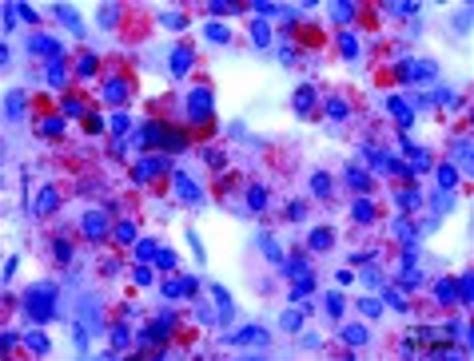 근거중심의 수의병리진단 서비스 주식회사 패스