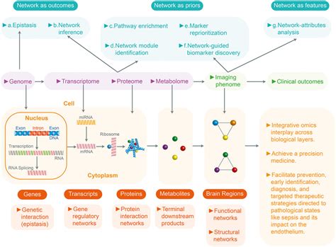 Systems Biology And Integration With Omics And Multidata In Sepsis Download Scientific Diagram