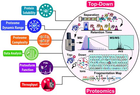 Addressing The Challenges In Top Down Proteomics Through Novel Download Scientific Diagram