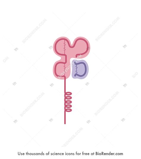 Free Hla Class 1 Icons Symbols And Images Biorender