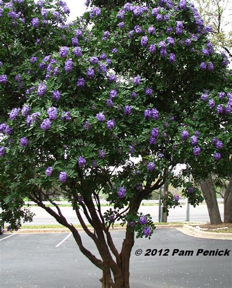 Best Smelling Tree In Texas Sophora Secundiflora Digging