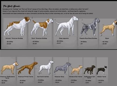 Pitbull Breeds Chart